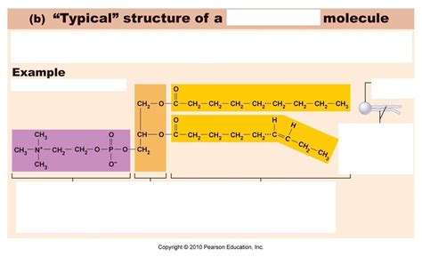 Phospholipid Structure Diagram Quizlet