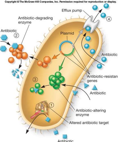 4A Intro To Antimicrobials Flashcards Quizlet