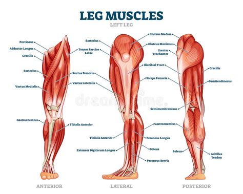 La Structure Anatomique Des Muscles Des Jambes a Marqué La Partie Avant