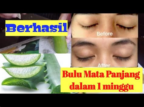 Temukan Manfaat Lidah Buaya Untuk Bulu Mata Yang Perlu Anda Tahu Biotifor