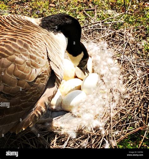 A Mother Canadian Goose Tending To Her Eggs Stock Photo Alamy