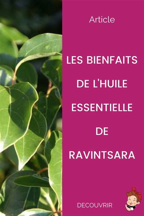 Tous Les Bienfaits De L Huile Essentielle De Ravintsara Artofit