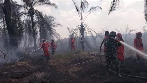 Kebakaran Lahan Gambut Di Jambi Meluas Petugas Kesulitan Padamkan Api