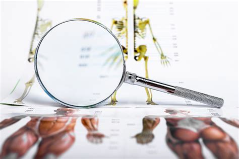 Investigación básica definición características y ejemplos