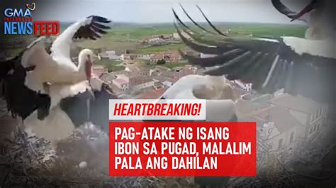 Pag Atake Ng Isang Ibon Sa Pugad Malalim Pala Ang Dahilan GMA