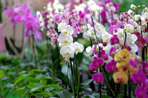 Como fazer muda de orquídea passo a passo e dicas