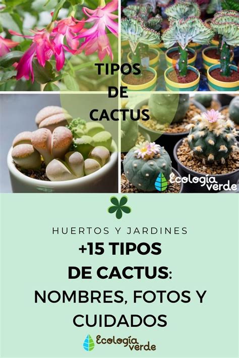 25 tipos de cactus nombres y cuidados con FOTOS y VÍDEOS Tipos de