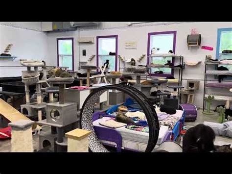 The Inside Of A Feral Cat Sanctuary Youtube