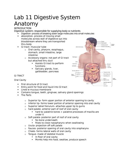 Lab 11 Digestive System Anatomy Notes Lab 11 Digestive System Anatomy