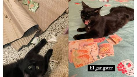 Michi Punga Arturo El Gato Que Se Volvi Viral Por Robar Plata Al
