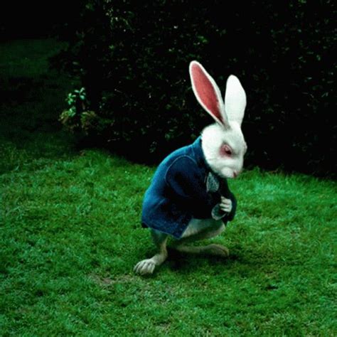 Rabbit Alice In Wonderland Rabbit Alice In Wonderland The Wh