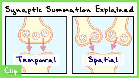 temporal and spatial summation in neurons explained with passive membrane properties clip