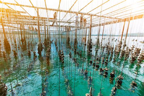 A Short History Of Aquaculture Innovation Hakai Magazine