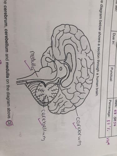 Biology End Of Year Exam Flashcards Quizlet