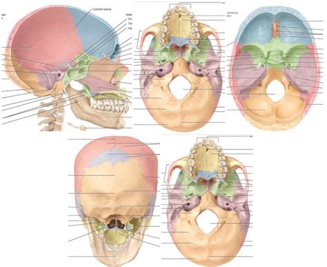 Features Of The Cranium Diagram Quizlet