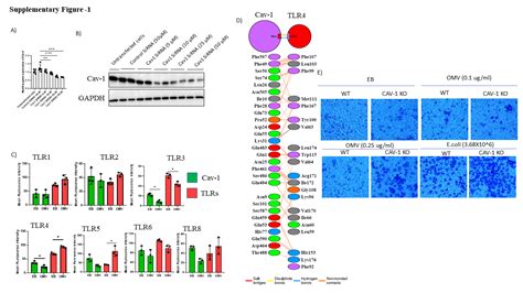 Caveolin 1 Regulates OMV Induced Macrophage Pro Inflammatory Activation
