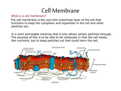 Cell Membrane Structure And Function