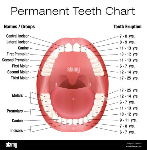 Tooth Number Chart To Identify Primary Teeth Eruption Charts 8 Best