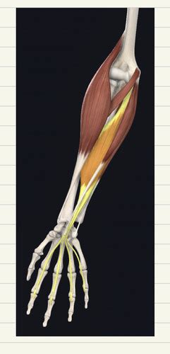 Muscles Of Arms Flashcards Quizlet