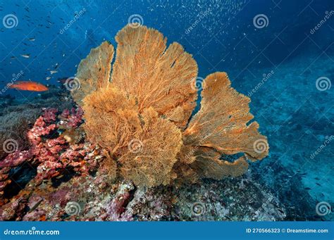 Giant Sea Fan With Colorful Soft Coral Reef In Thailand Stock Image