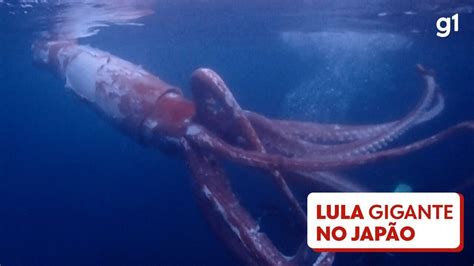 Mergulhadores Japoneses Registram Raras Imagens De Lula Gigante Nadando