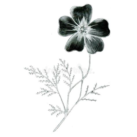 Black And White Hand Drawn Flower Thin Leaved Marigolds Sketch Stock