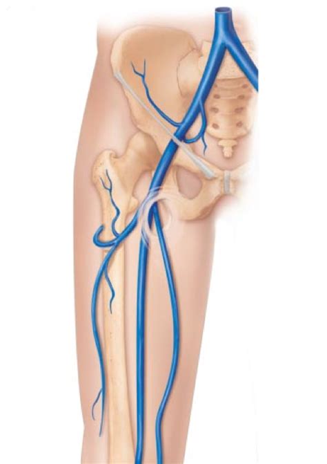 Veins Of The Lower Extremity Diagram Quizlet
