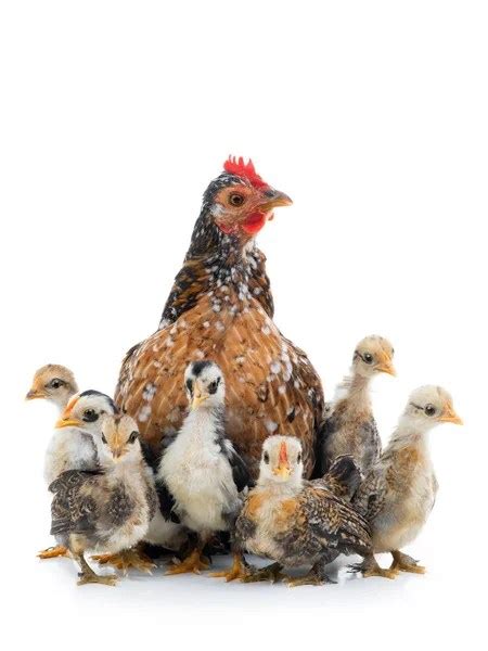 La Mama Gallina Y Sus Pollitos Feliz Madre Gallina Con Pollitos De