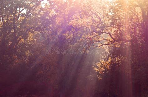 Raios De Sol Atrav S Das Rvores Do Outono Imagem De Stock Imagem De