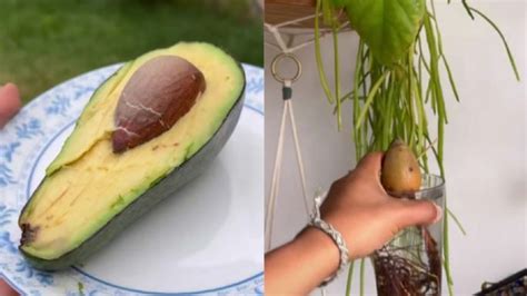 Guía para germinar un hueso de aguacate sigue este sencillo video de