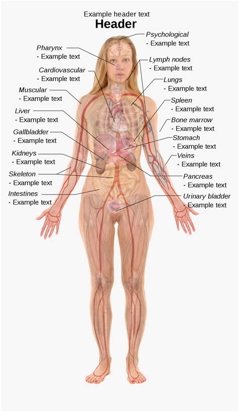 Internal Body Parts Diagram