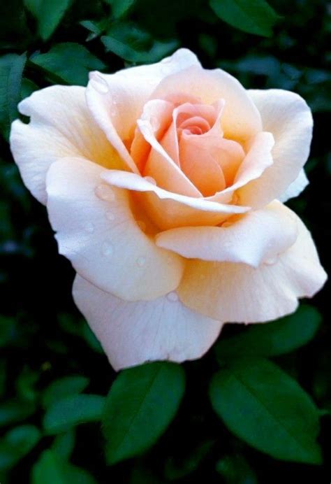 Pin On Beautiful Rose Beautiful Rose Flowers Flowers Photography