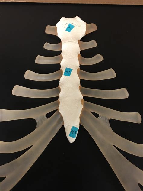 Sternum Diagram Quizlet