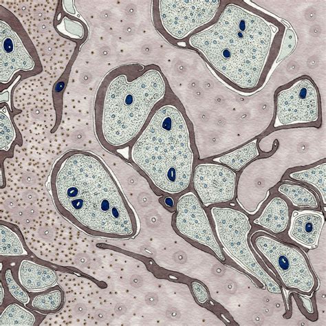 Schwann Cells Histology