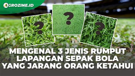 Mengenal Beberapa Jenis Rumput Jadi Standar Internasional Lapangan