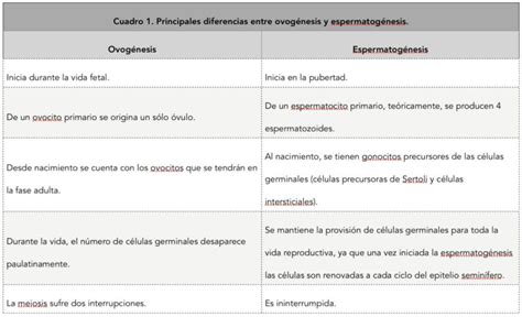 Diferencias Clave Entre Ovog Nesis Y Espermatog Nesis C Mo Se
