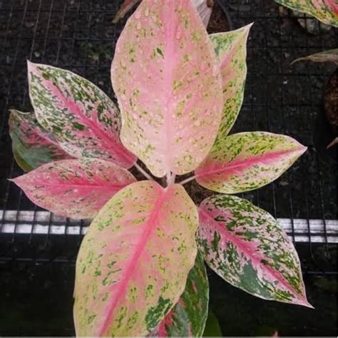 Jual Tanaman Hias Aglaonema Striptis Bunga Aglonema Big Roy Striptis