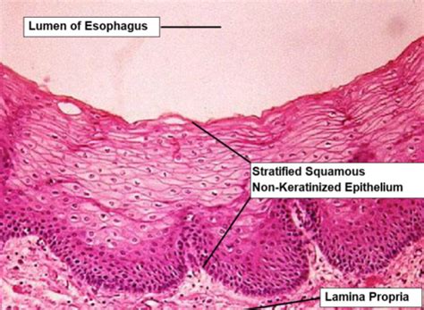 Stratified Squamous Epithelium Non Keratinized Esophagus