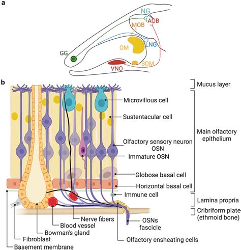 Olfactory Mucosa Location