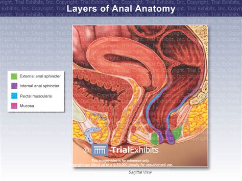 Layers Of The Anal Anatomy Trialquest Inc