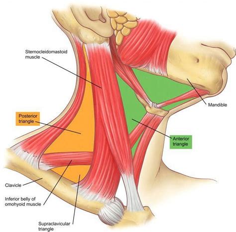 Other Terms Sternocleidomastoid Muscle Musculus