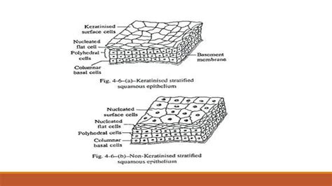 Types Of Epithelial Tissue Simple Compound And Specialized