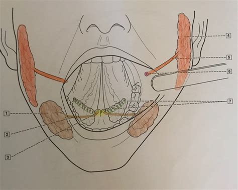 Exam Major Salivary Glands And Ducts Diagram Quizlet