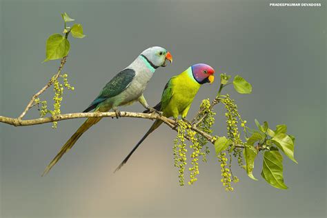 Malabar Blue Winged Parakeet Male Plum Headed Parake Flickr