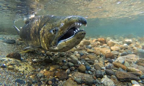 What Is A Zombie Salmon What They Are And Where They Live Explained