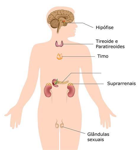 Sistemas do Corpo Humano Toda Matéria