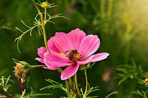 Rosa Kosmos Blume Pflanze Kostenloses Foto Auf Pixabay