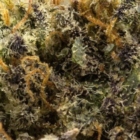 Skookum Ice Cream Cake Strain Buy In Canada At Grass Chief