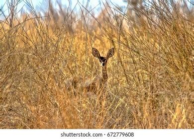 167 Duiker Buck Images Stock Photos Vectors Shutterstock