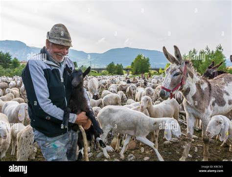 Berger avec troupeau de moutons Banque de photographies et dimages à